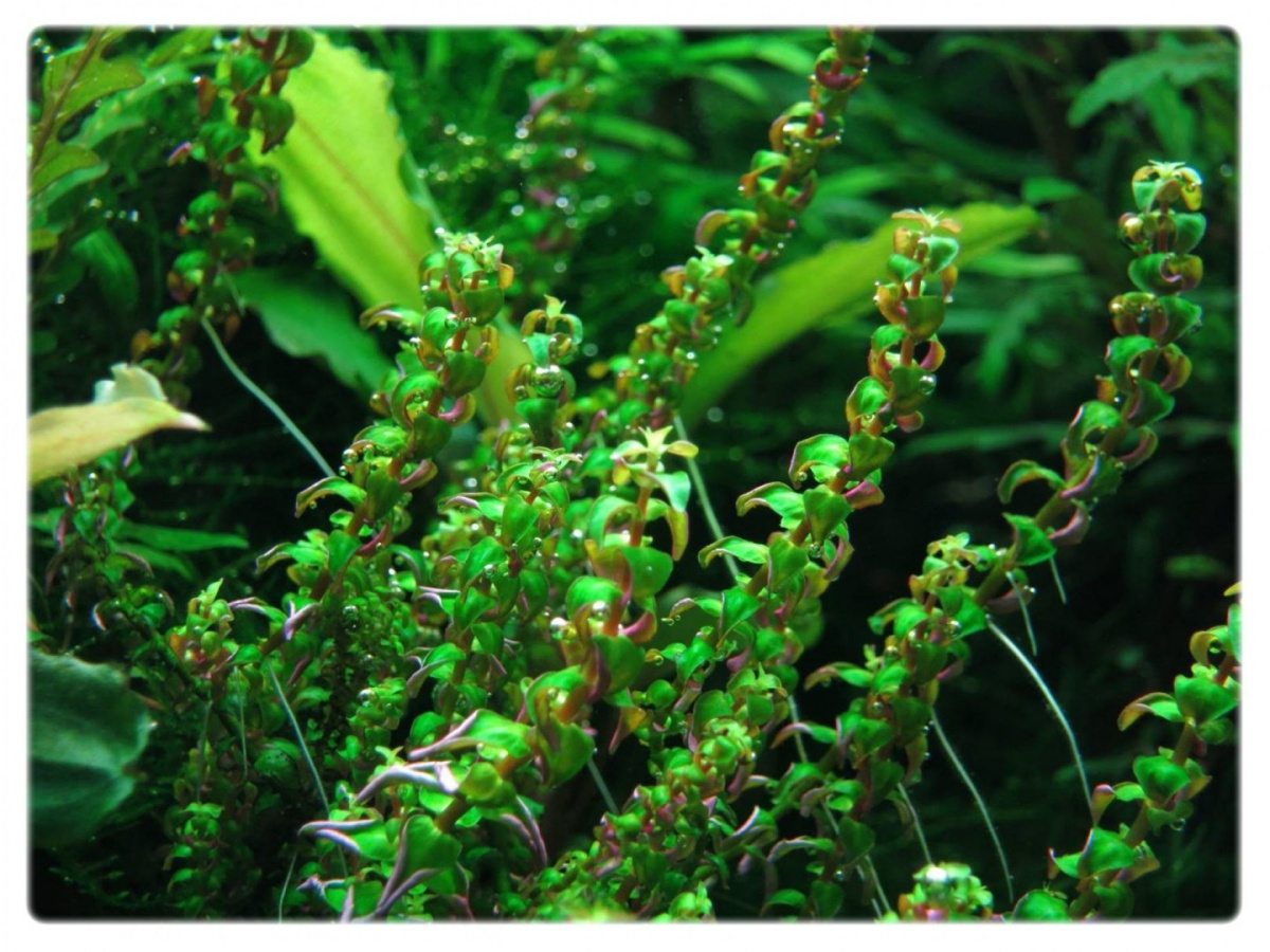 13. Rotala sp. PEARL mini PERŁOWA porcja in vitro Sklep Akwarystyczny.EU